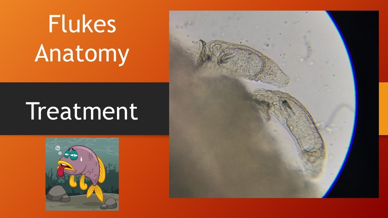Skin flukes vs gill flukes - Praziquantel vs Flubendazole treatment # ...