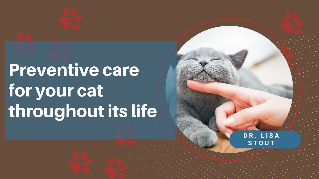 Everything You Need To Know About Cat Preventive Care From Cloverleaf ...