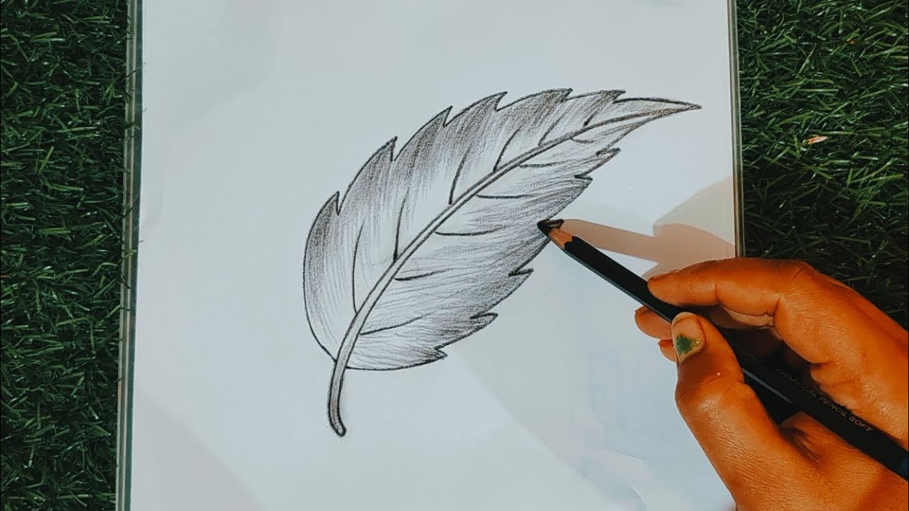 how to draw a leaf easy | leaf drawing - YouTube