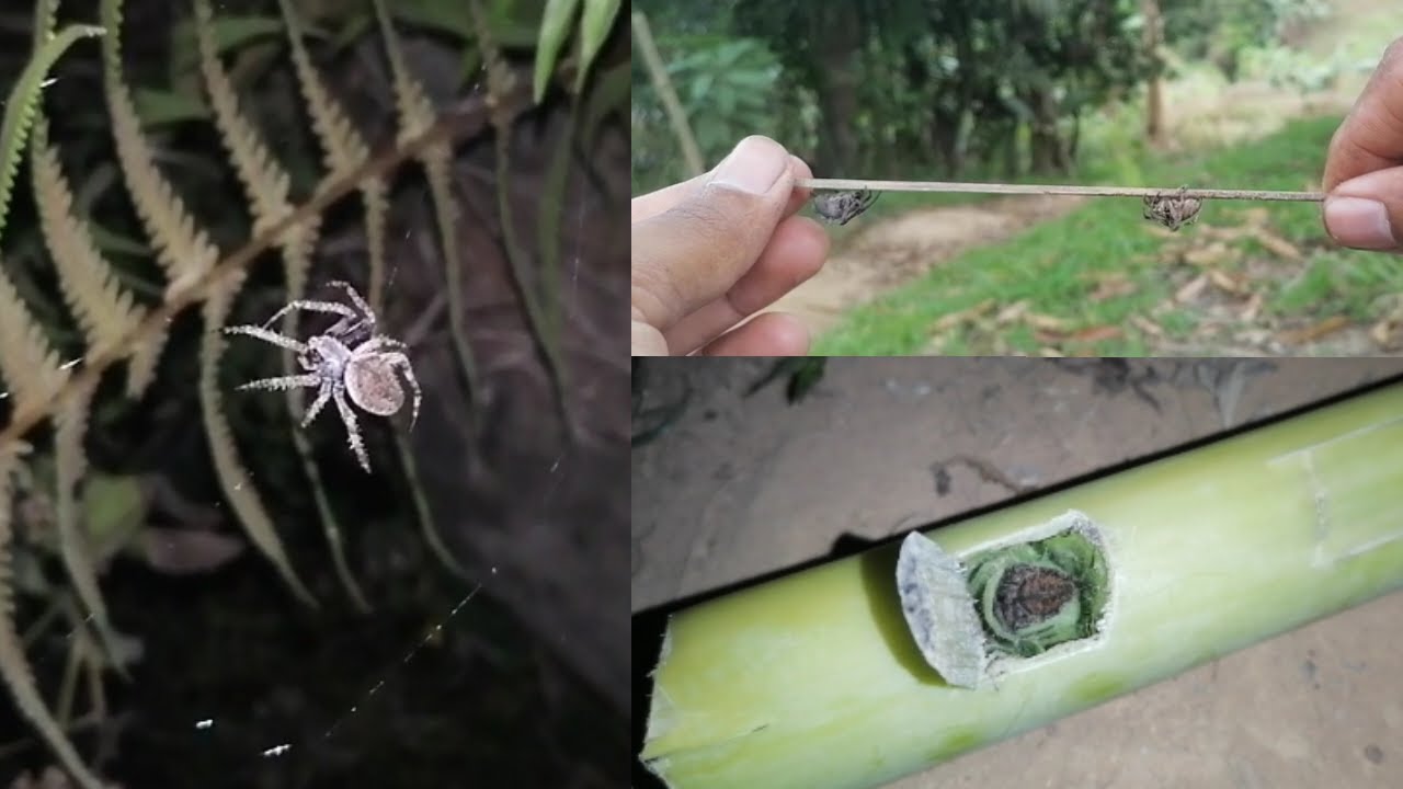 Paano gumawa ng bahay ng gagamba [laruan ng mga batang 90s sa Probinsya ...
