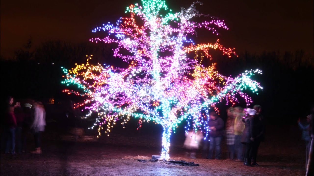 Magic Tree - YouTube
