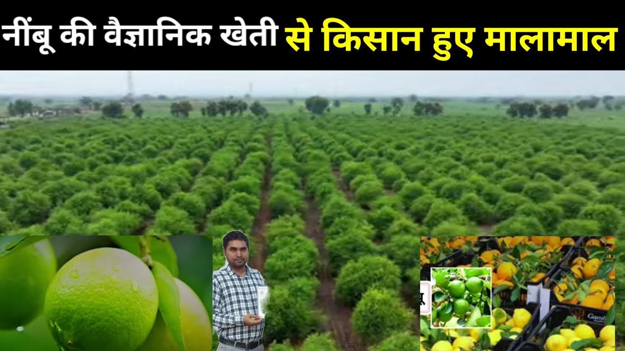 नीबु की खेती | Citrus Farming | Neebu ki kheti kaise karen - YouTube