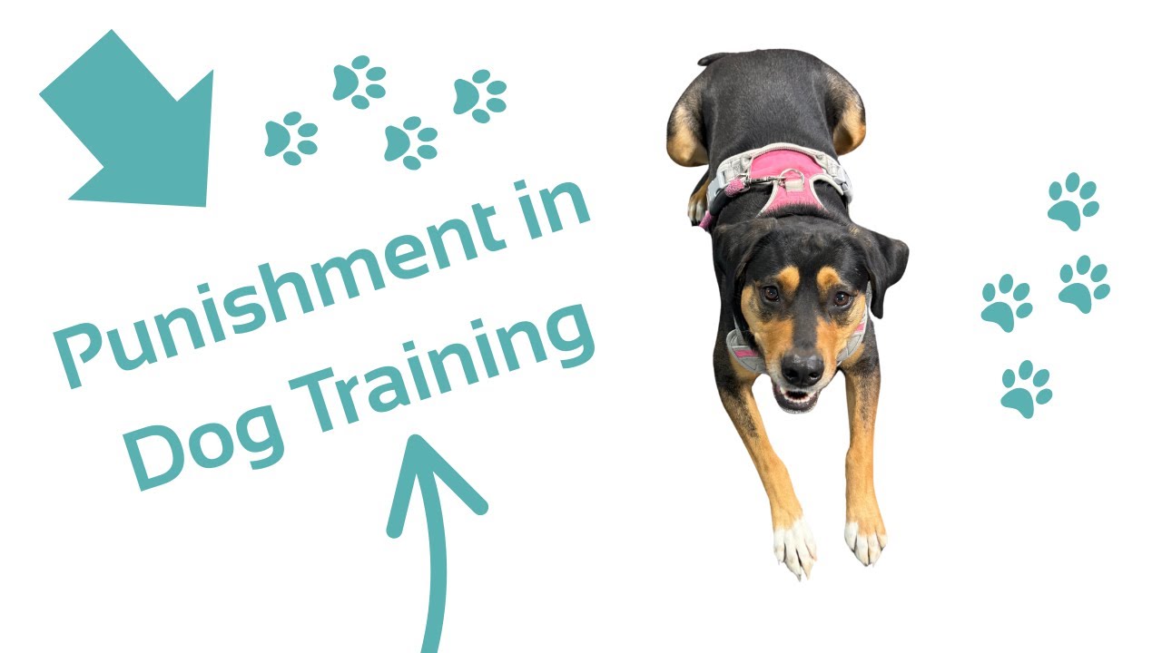 The meaning of punishment in dog training - YouTube