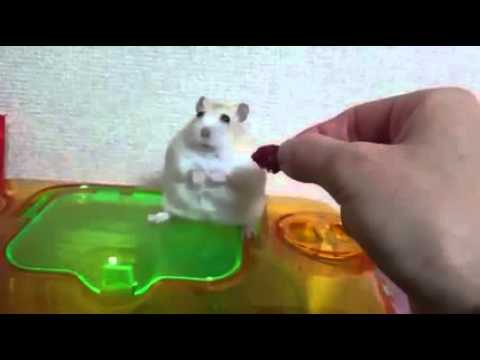 Sahibine Trip Atan Hamster