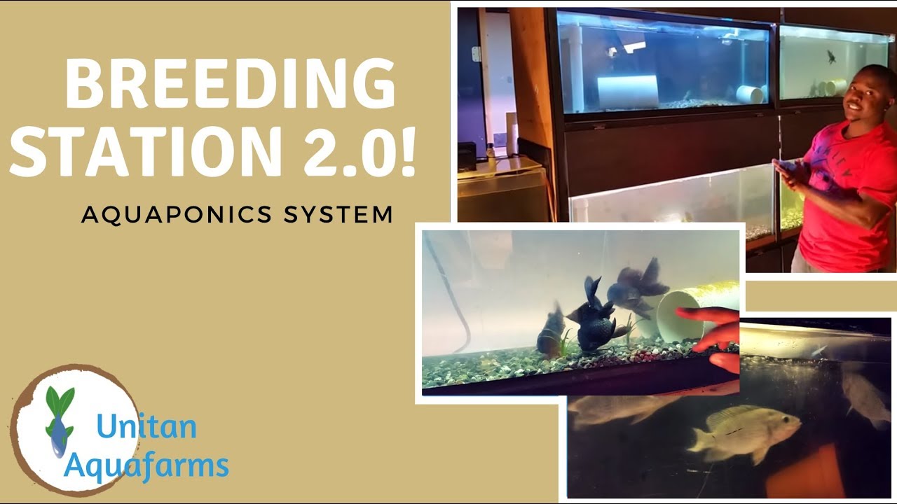 Aquaponics Breeding Station 2.0! - YouTube