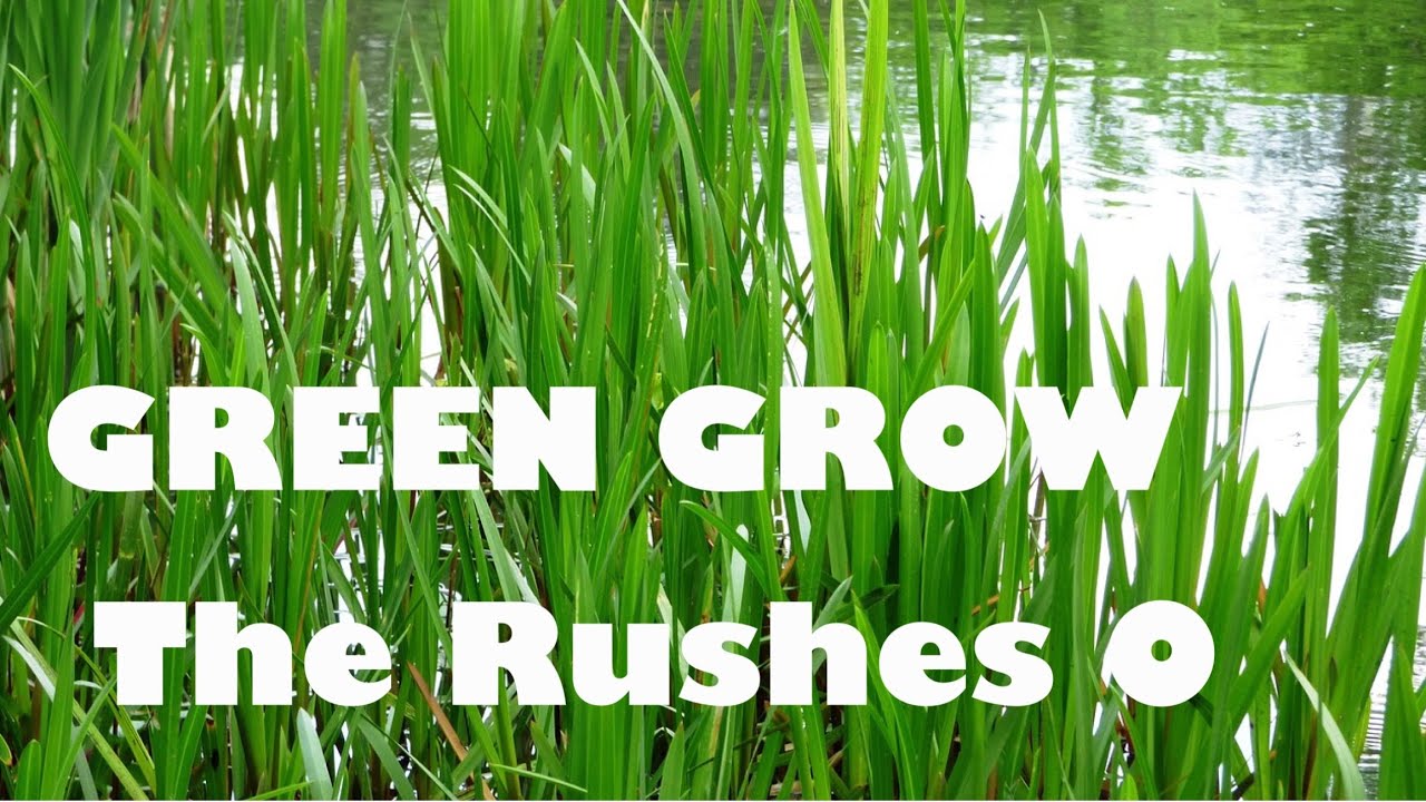 Green Grow The Rushes O English Traditional Folk Song Nostalgic Biblical And Astrology