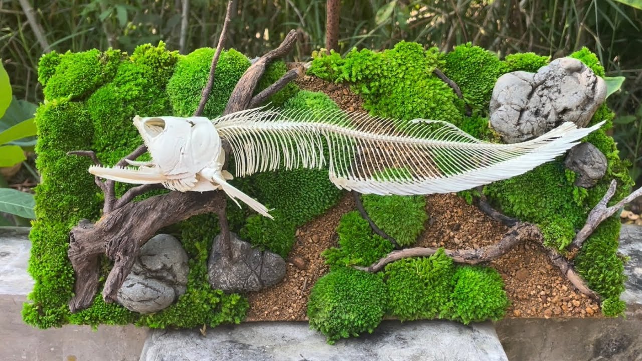 Taxidermy skeleton ARWANA SILVER, dagingnya enak? PART 1 - YouTube
