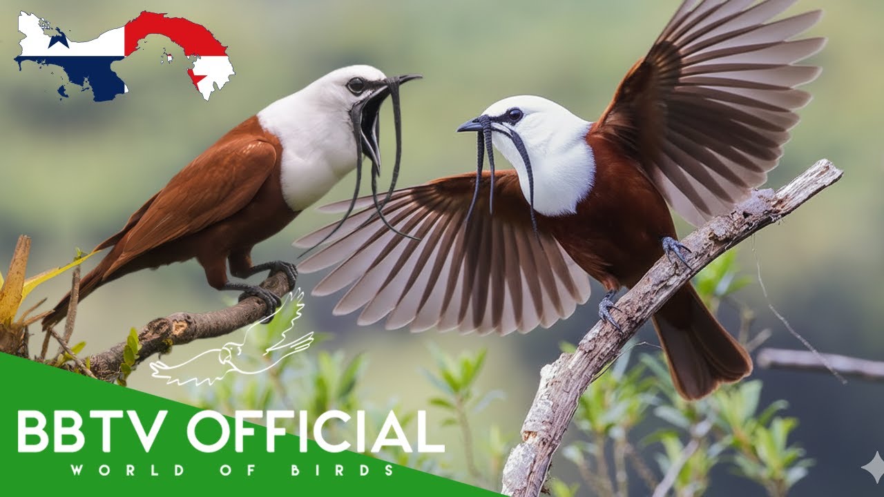 Birds Of Panama | Most Beautiful Birds Found in Panama You've Never ...