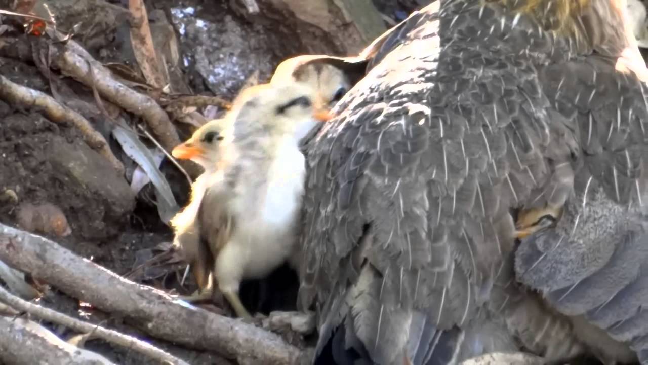 Mother hen gathers her chicks - Yeshua and Israel - YouTube