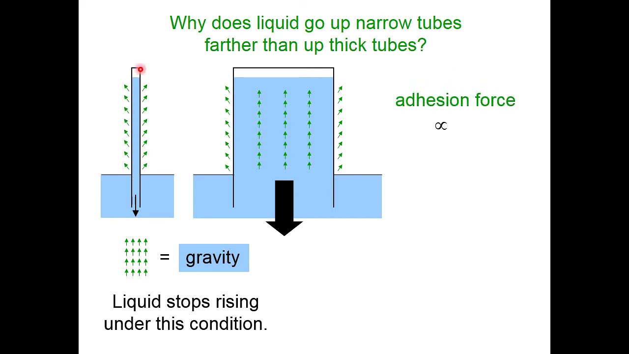 9 11 39 Intermolecular Forces, Part 4: Cohesion, Adhesion, and ...