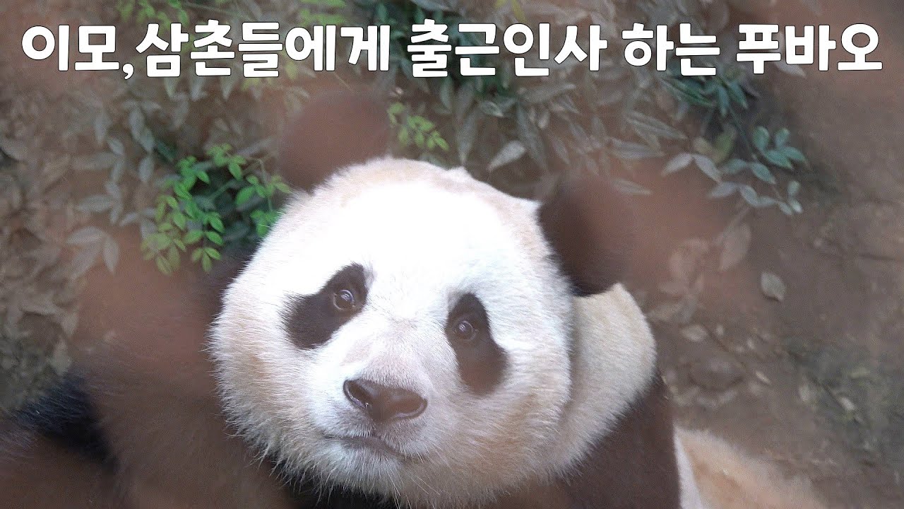 에버랜드 판다 아이바오 퇴근하고 이어서 출근한 푸바오 이모 삼촌들에게 인사하는 것처럼 아이컨택하는 푸바오 송바오님이 준비하신 워토우 냠냠으로 시작하는 대나무 먹방