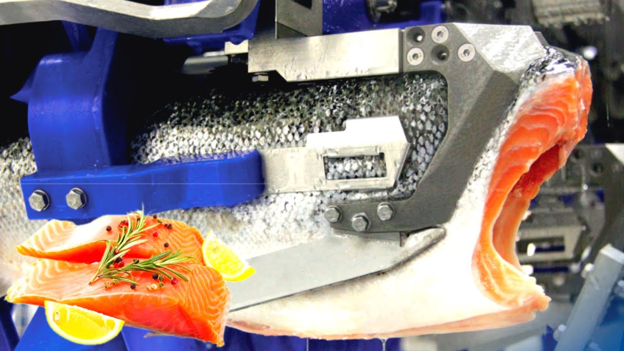 How Salmon Is Made (You Won't Believe What Happens During This ...