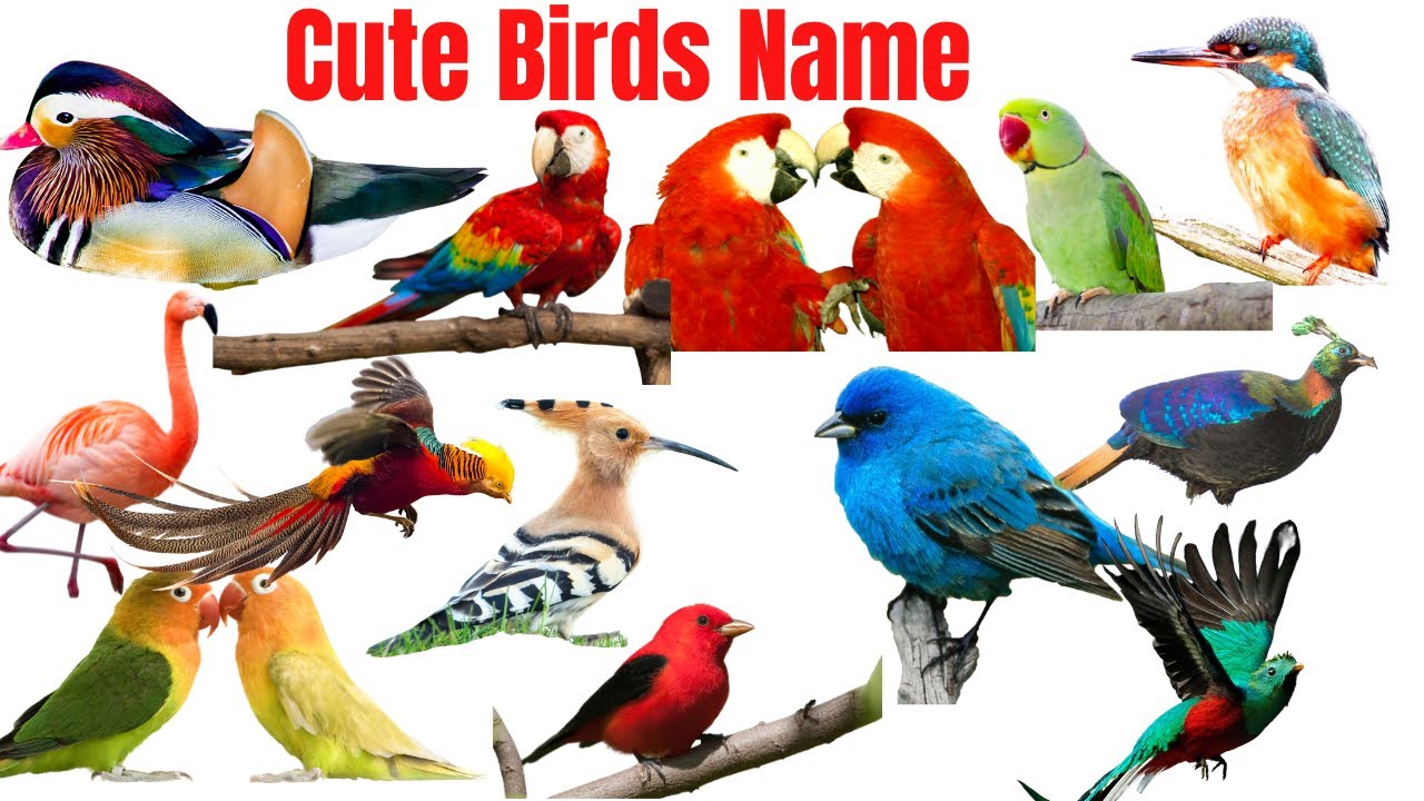 Cute Birds For Kids l Birds Names In English With Pictures l Learn ...