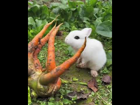 “Gülme Krizine Sokacak Hayvan Komiklikleri” @hayatokuluuu  #funny #dance #trending #viral #gaming