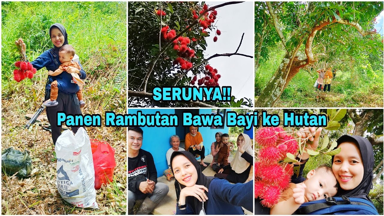 SERUNYA PANEN RAMBUTAN DI KEBUN PAMAN - Pertama Kali Bawa Bayi Masuk Hutan! - YouTube