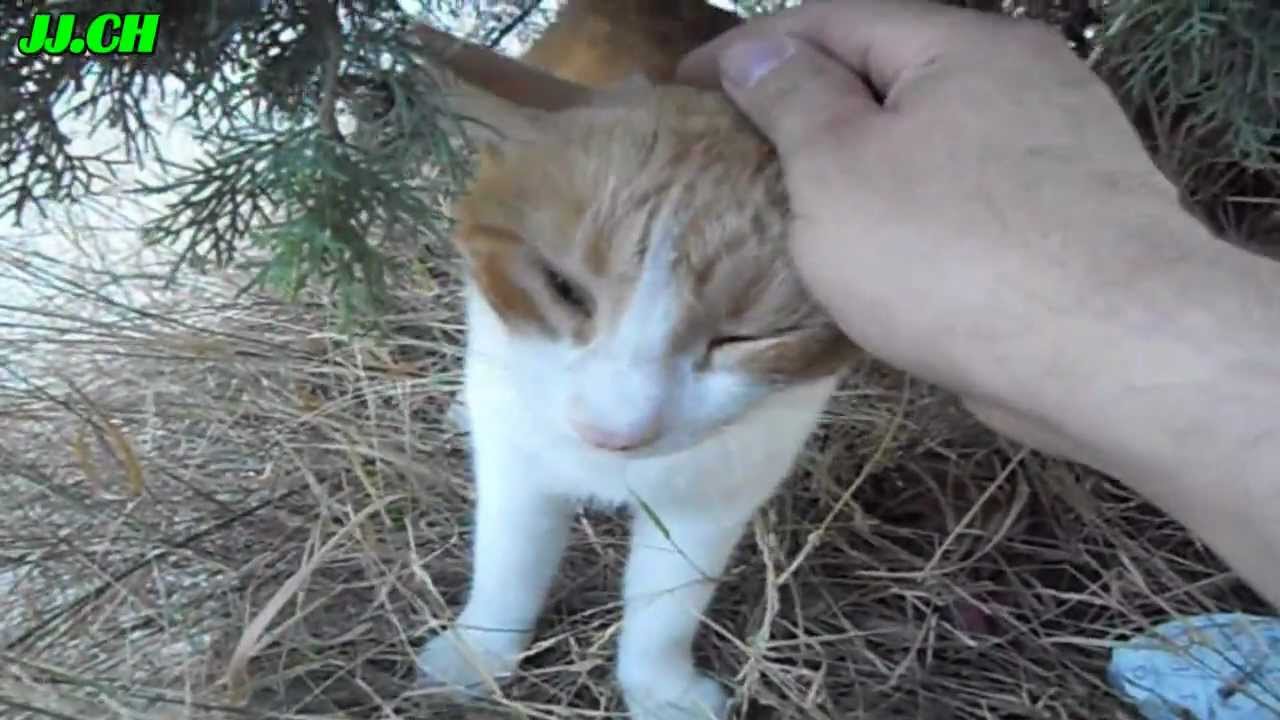 Gatos abandonados en la ciudad - YouTube