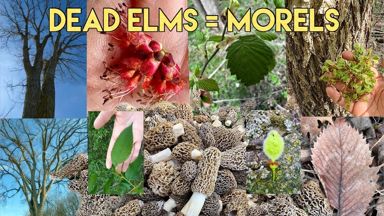 🔥Identification of Dead Elm Trees🔥 = Morel Mushroom Motherlodes! # ...