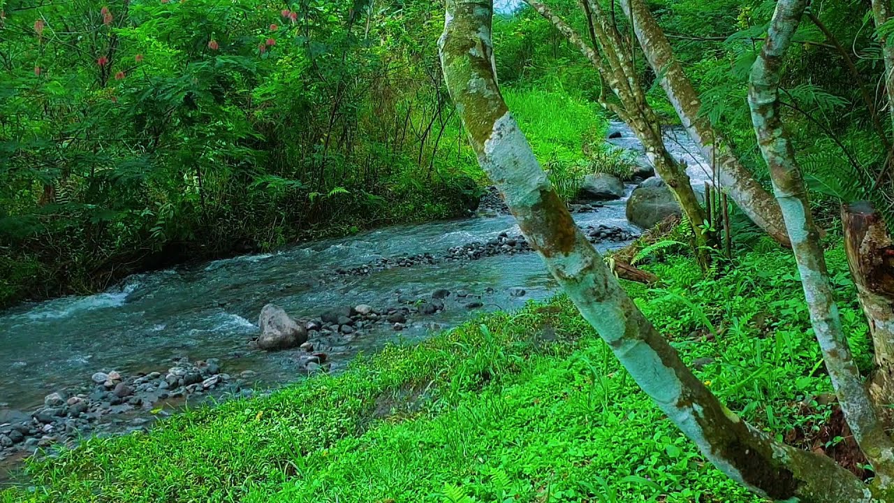 Calming Forest Stream Sounds And Relaxing Nature Scenes For Instant ...