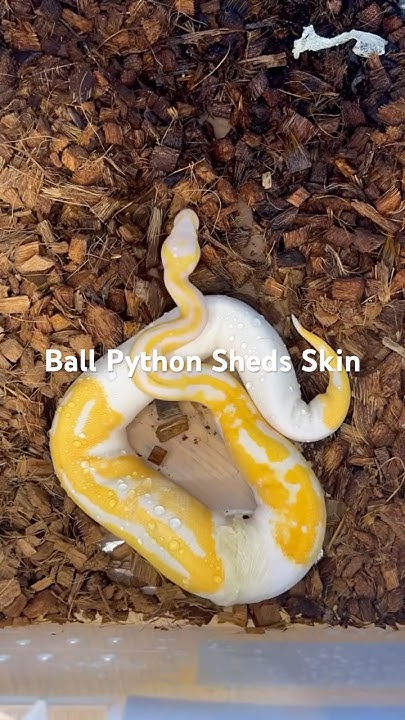BALL PYTHON SHEDS HER SKIN - YouTube