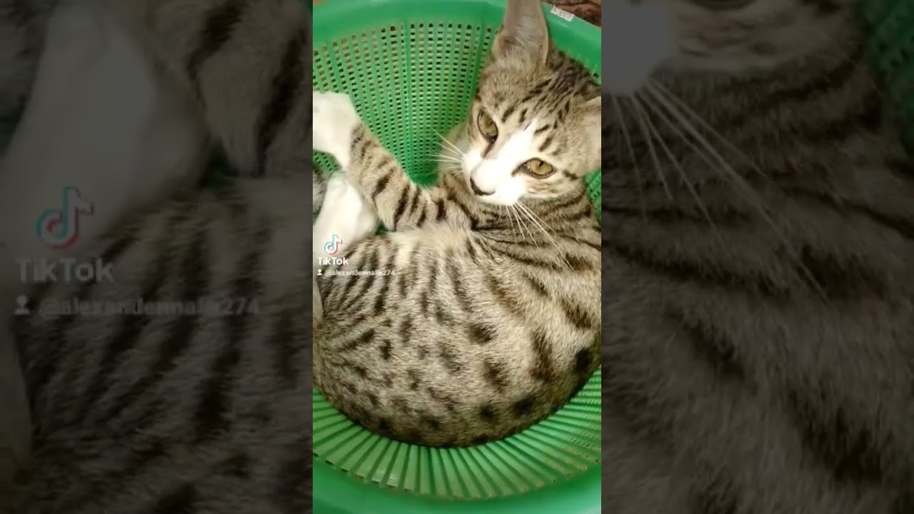 kucing saya duduk di baskom #shorts #cute #cat - YouTube
