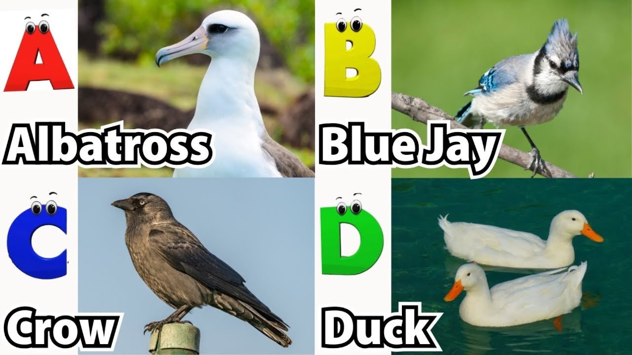 Birds ABC Song | Birds Alphabet Song for Kids | Alphabet Letters ...