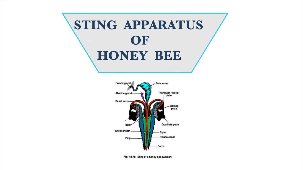 VIII / SEM 4 / APICULTURE / STING APPARATUS OF HONEY BEE / ABDOMEN OF ...