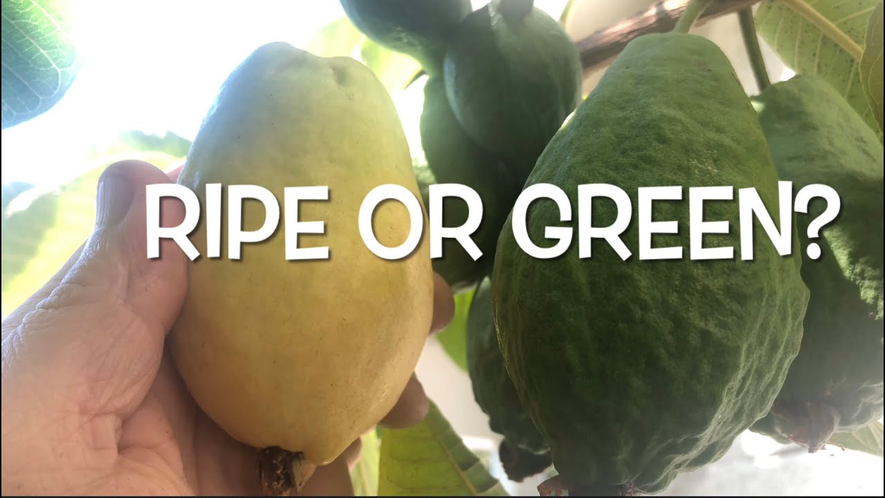 GROWING GUAVAS | BEST TIME PICK RIPE OR GREEN | MEXICAN CREAM GUAVA ...