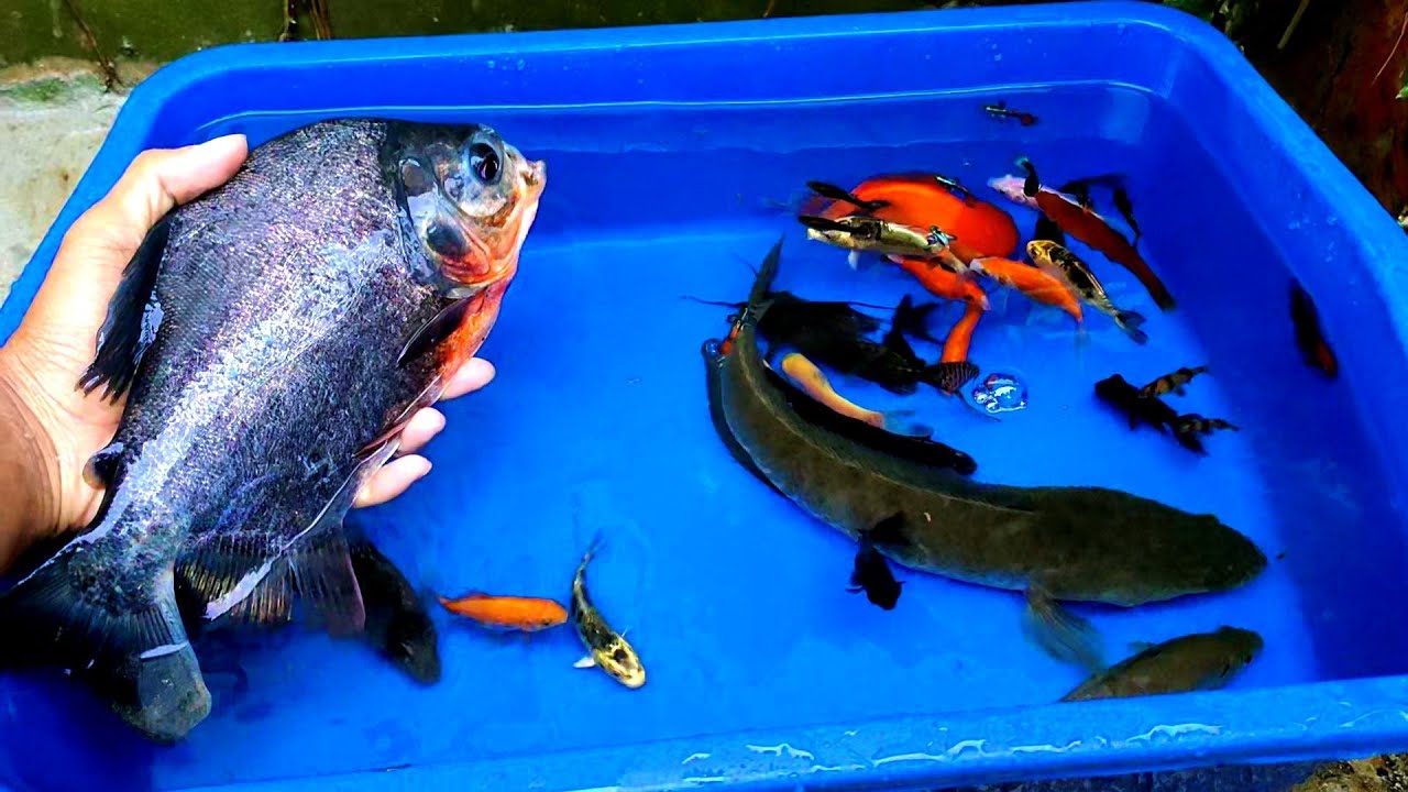 cute fish piranha Guppy Betta snakehead fish koi carp goldfish Oscar ...