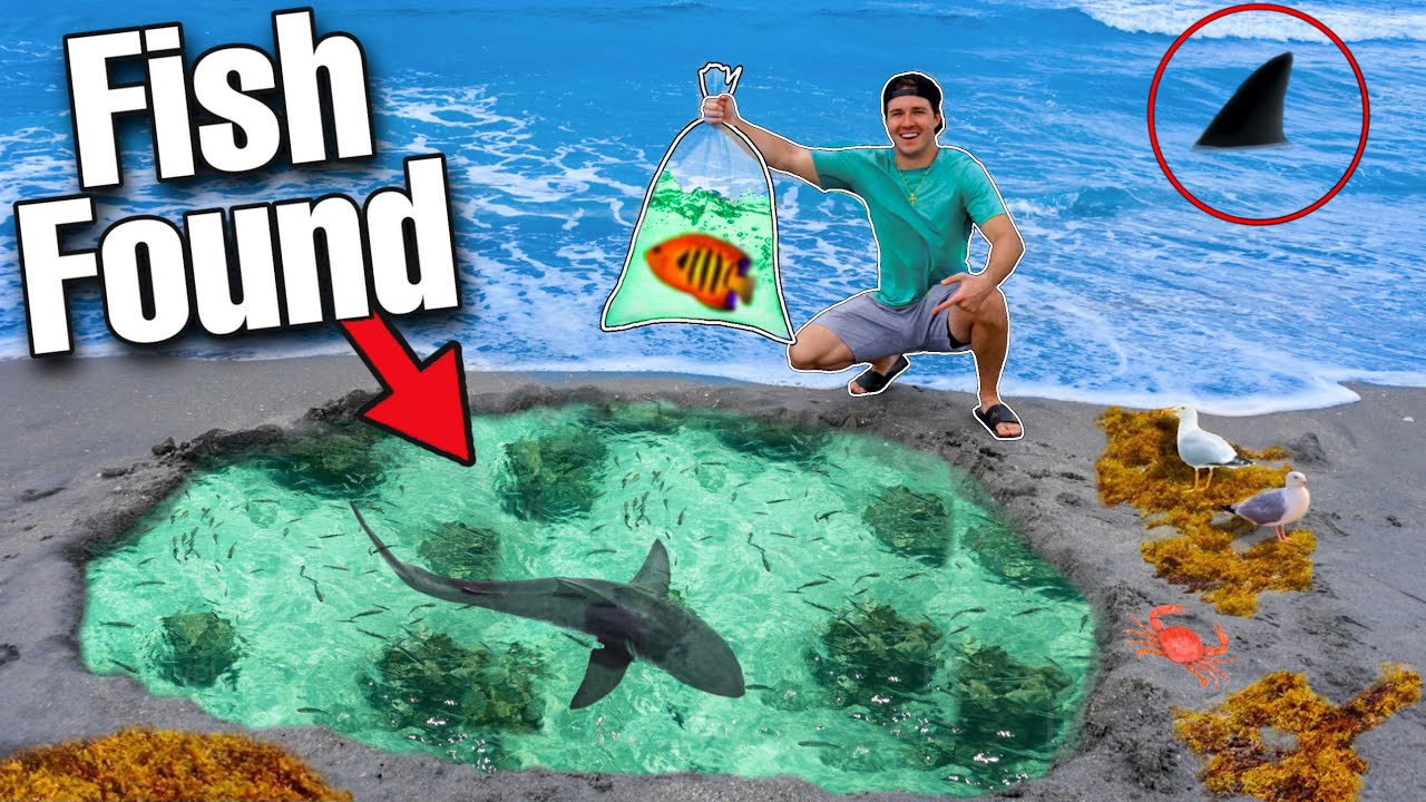 FINDING BABY FISH IN BEACH TIDE POOL for My Aquarium! - YouTube
