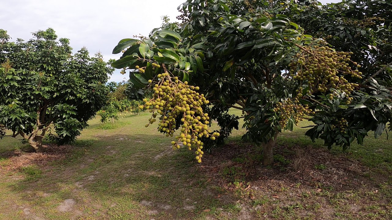 Longans on trees. Already fruiting. Usually ready in August. - YouTube