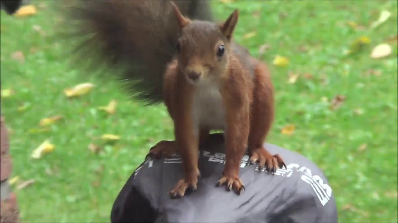 Squirrel on bike - YouTube