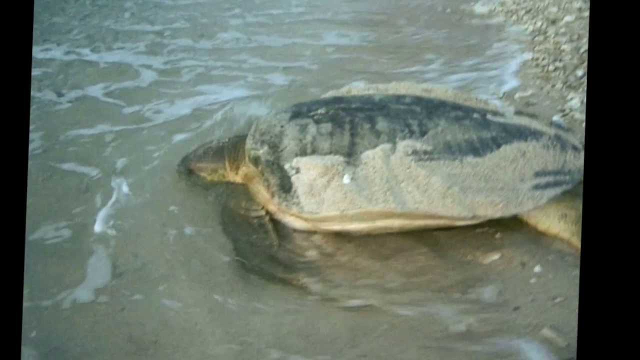 RESCUE - Mother Sea Turtle Laying Eggs - YouTube
