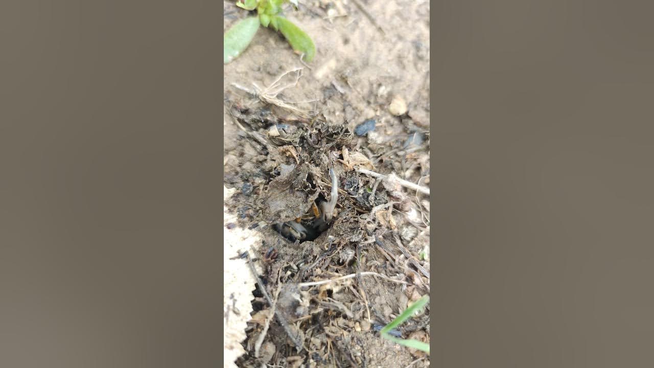 степной паук - YouTube