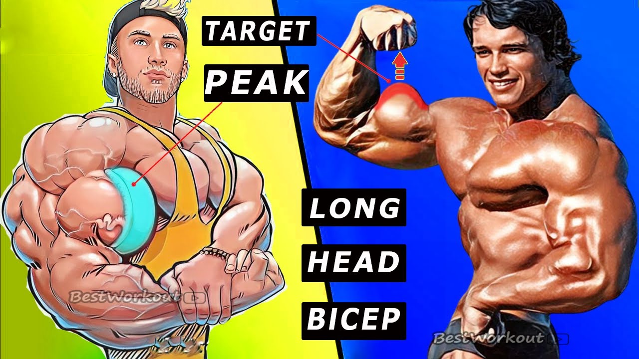 How To Target Long Head Bicep & 4 Effective Exercises - YouTube