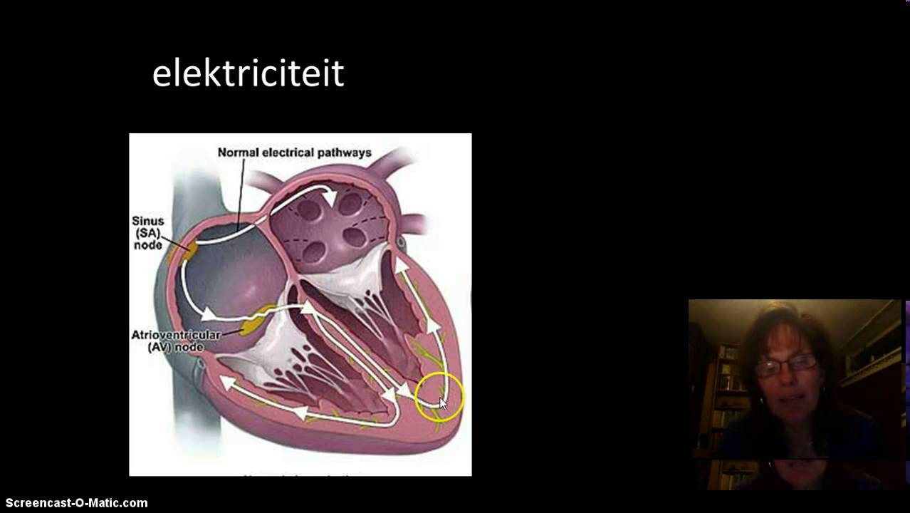 les 7 de werking van het hart - YouTube
