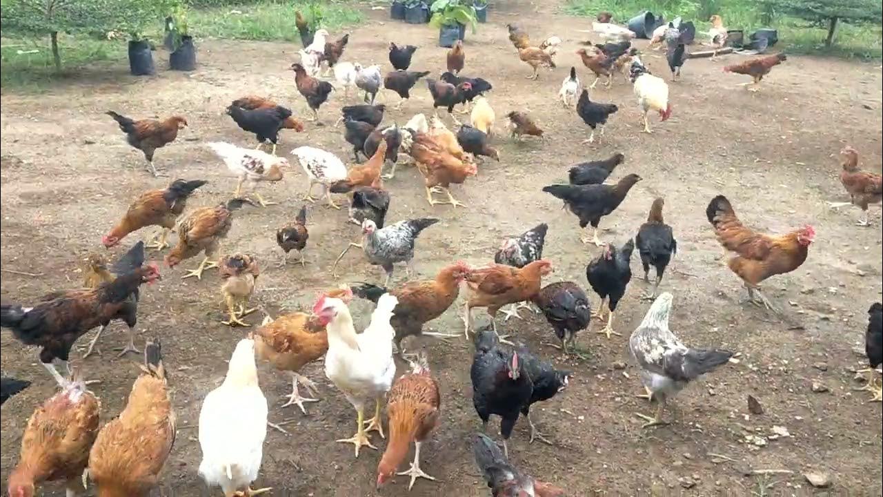 ternak sederhana ayam kampung skala rumahan#ayam @tigacahaya0723 - YouTube