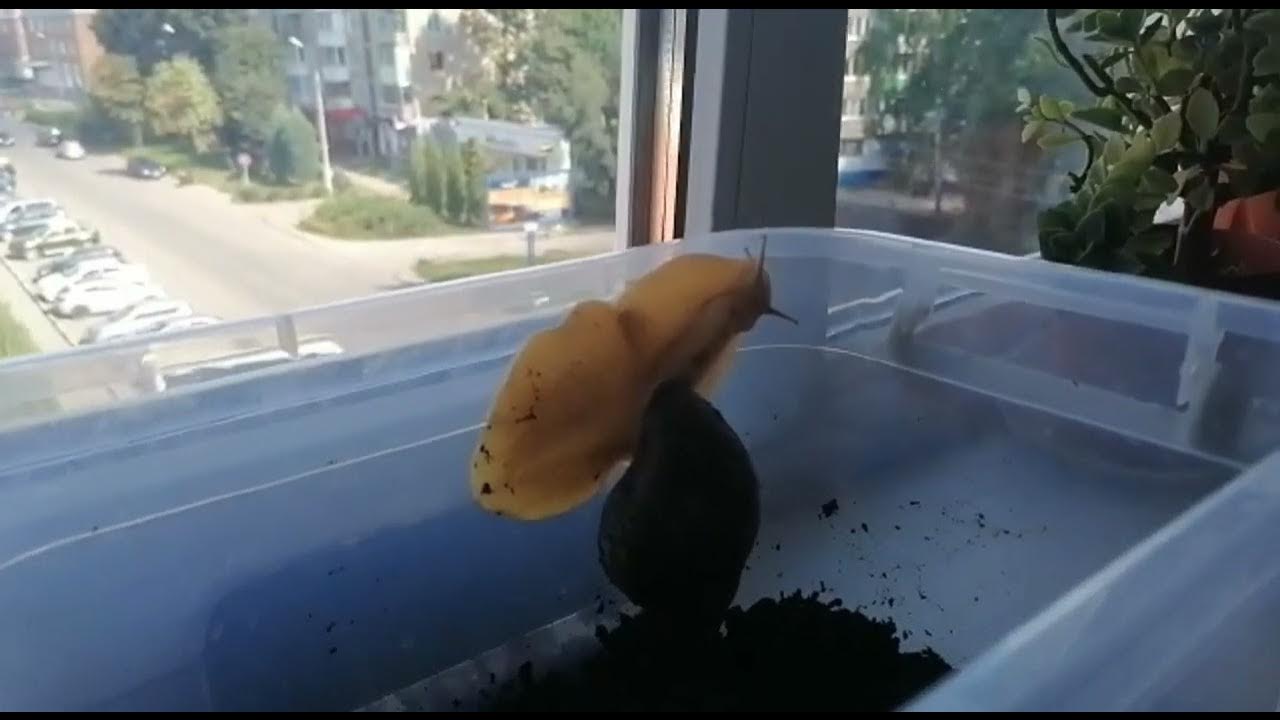 Улитка Гэрри - YouTube