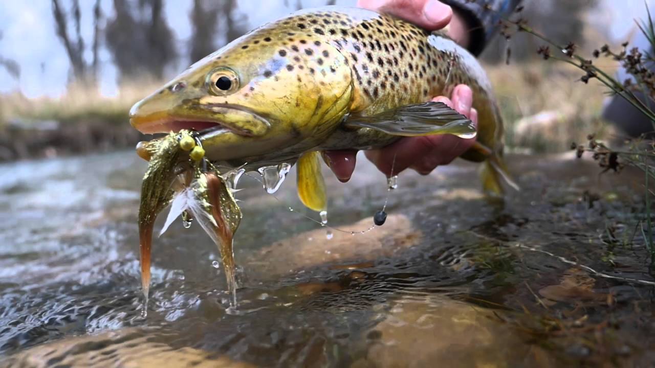 Small Streams and Brown Trout on Streamers - YouTube