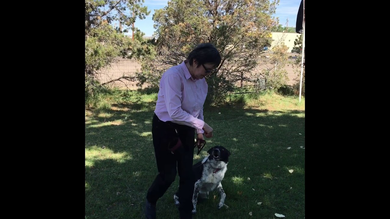 Obedience - Beginner level - YouTube