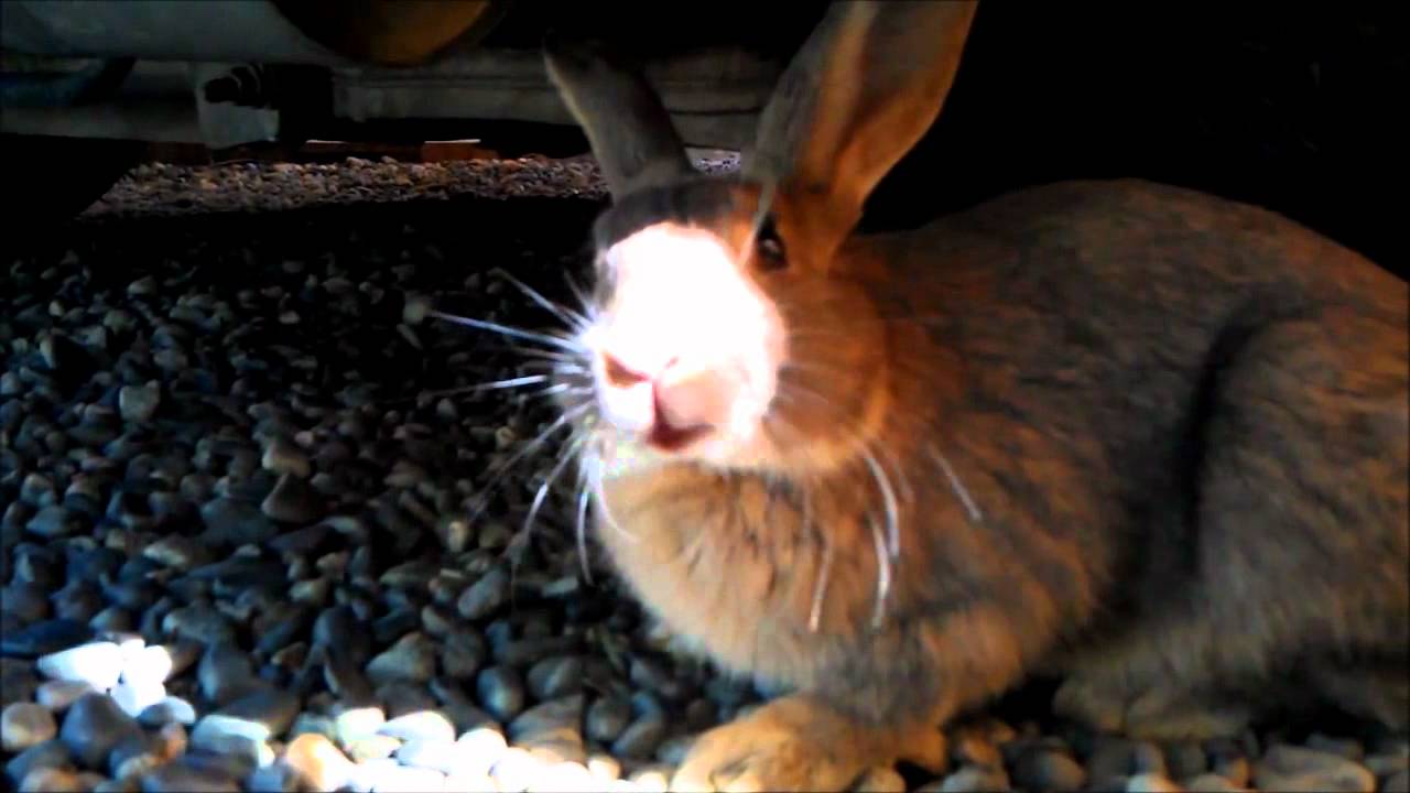 poor bunny - YouTube