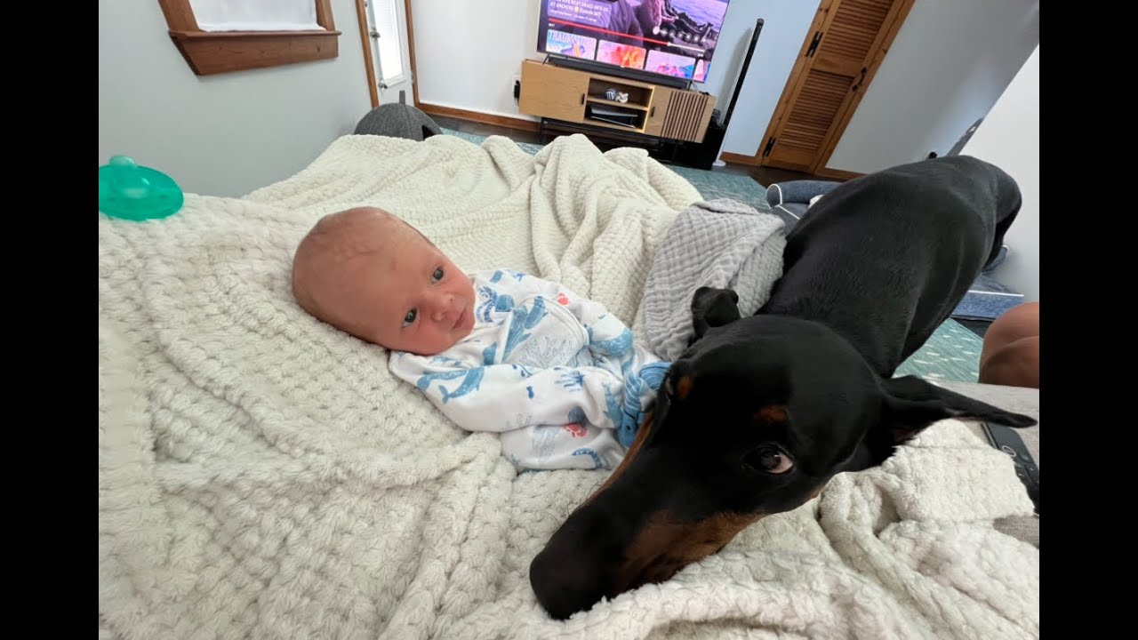 Are dobermans good family dogs? - YouTube