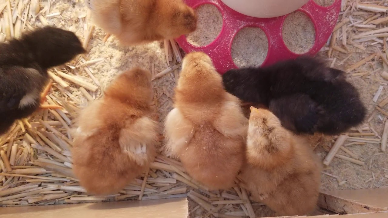 Funny baby chickens jumping - YouTube