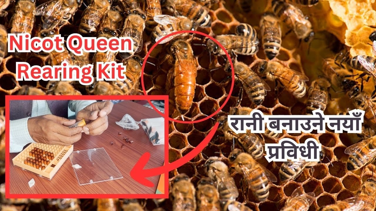Nicot Queen Rearing Kit | रानी बनाउने नयाँ प्रविधी - YouTube