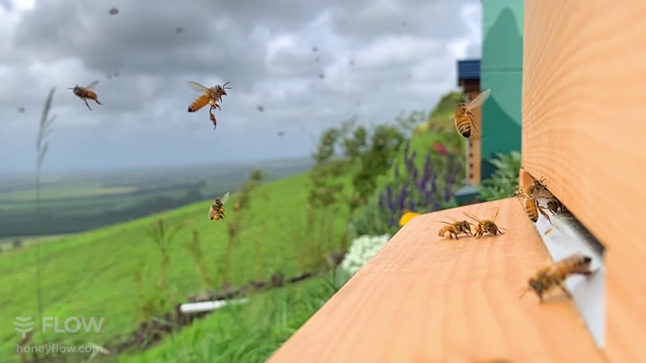 Bumping bees on a windy day - YouTube