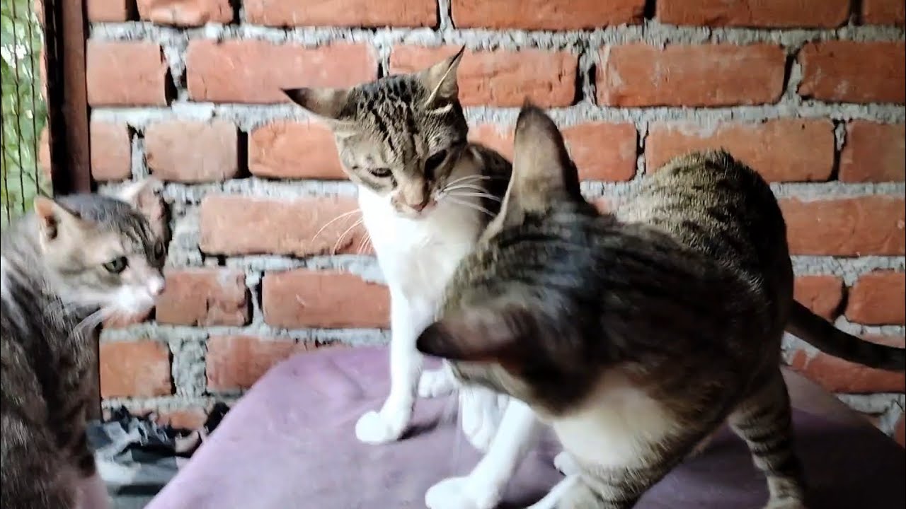 Cats Being Cats 😸 - YouTube