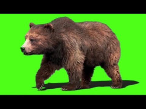 bear green screen video for editors with sounds effects - YouTube