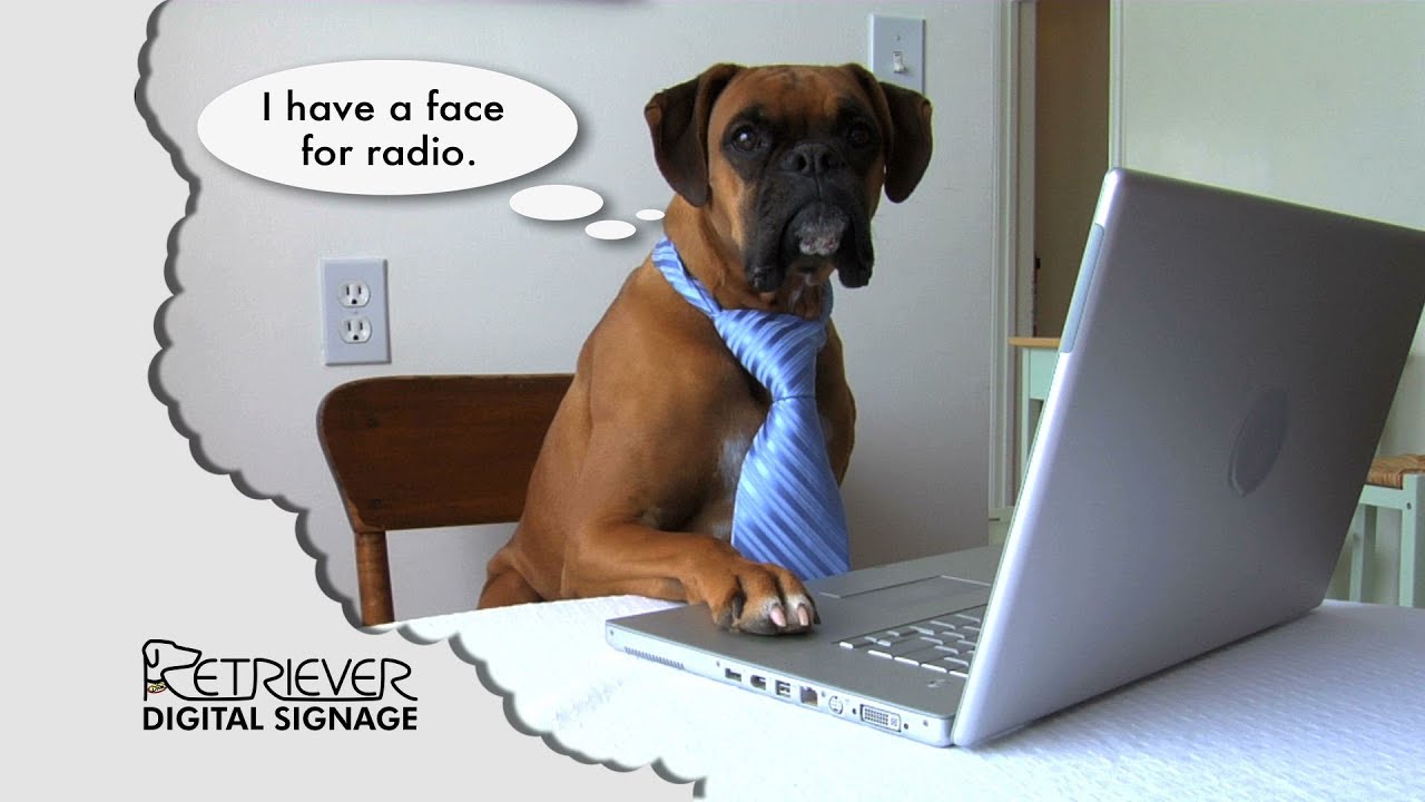 Digital Signage: Funny Dog at the Computer - YouTube