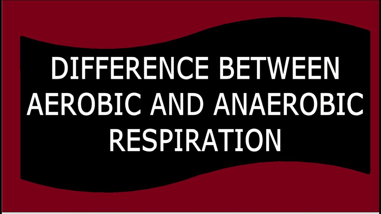 DIFFERENCE BETWEEN AEROBIC AND ANAEROBIC REPIRATION | RESPIRATION IN ...