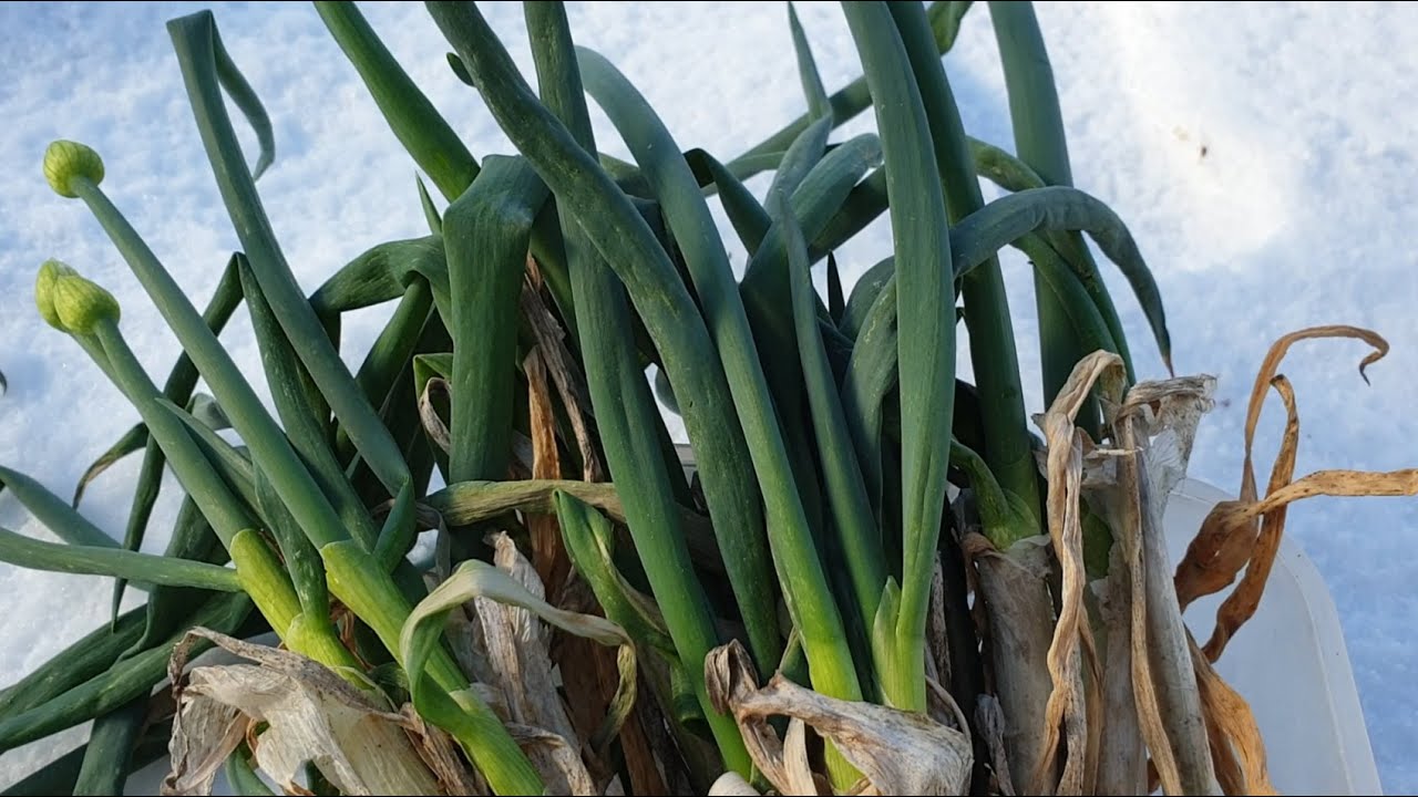 눈오는 겨울 하우스 안 조선대파(DaePa)ㅣThe Winter GreenHouse (feat.korean leek) - YouTube