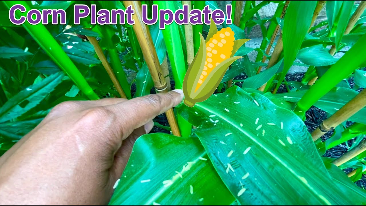 Garden Update - Corn Plant Update - Seed Starts - 2023 - YouTube